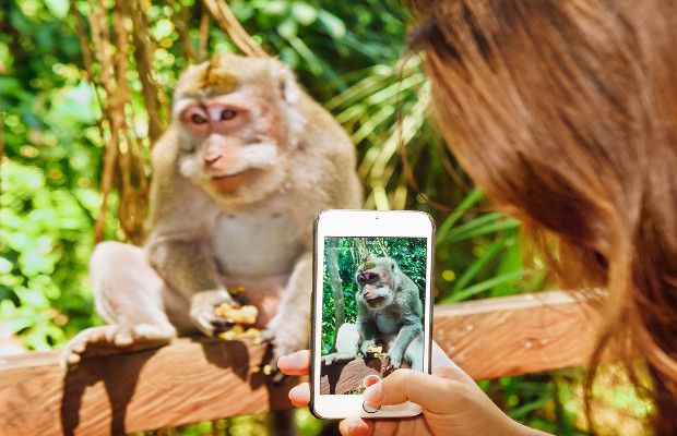 PETA case for monkey copyright rights reaches Ninth Circuit | World IP ...